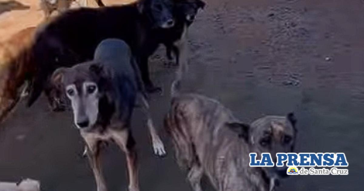 SI QUERÉS ENTENDER LA FELICIDAD Y LA LIBERTAD, MIRÁ A LOS PERROS A LOS ...